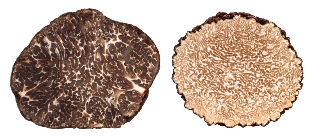 Fresh Scottish & English Truffles for Sale | Mycorrhizal
