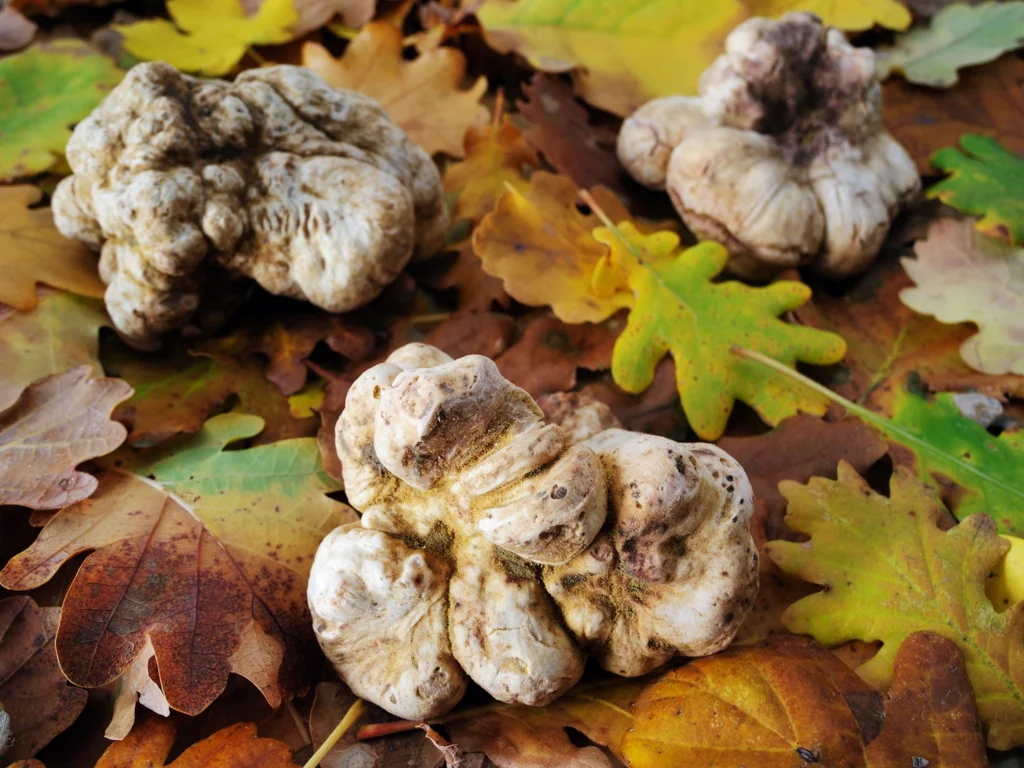 White truffle trees for sale - Tuber magnatum