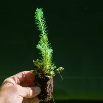 Buy Pine or Picea trees | The Blusher (Amanita rubescens)