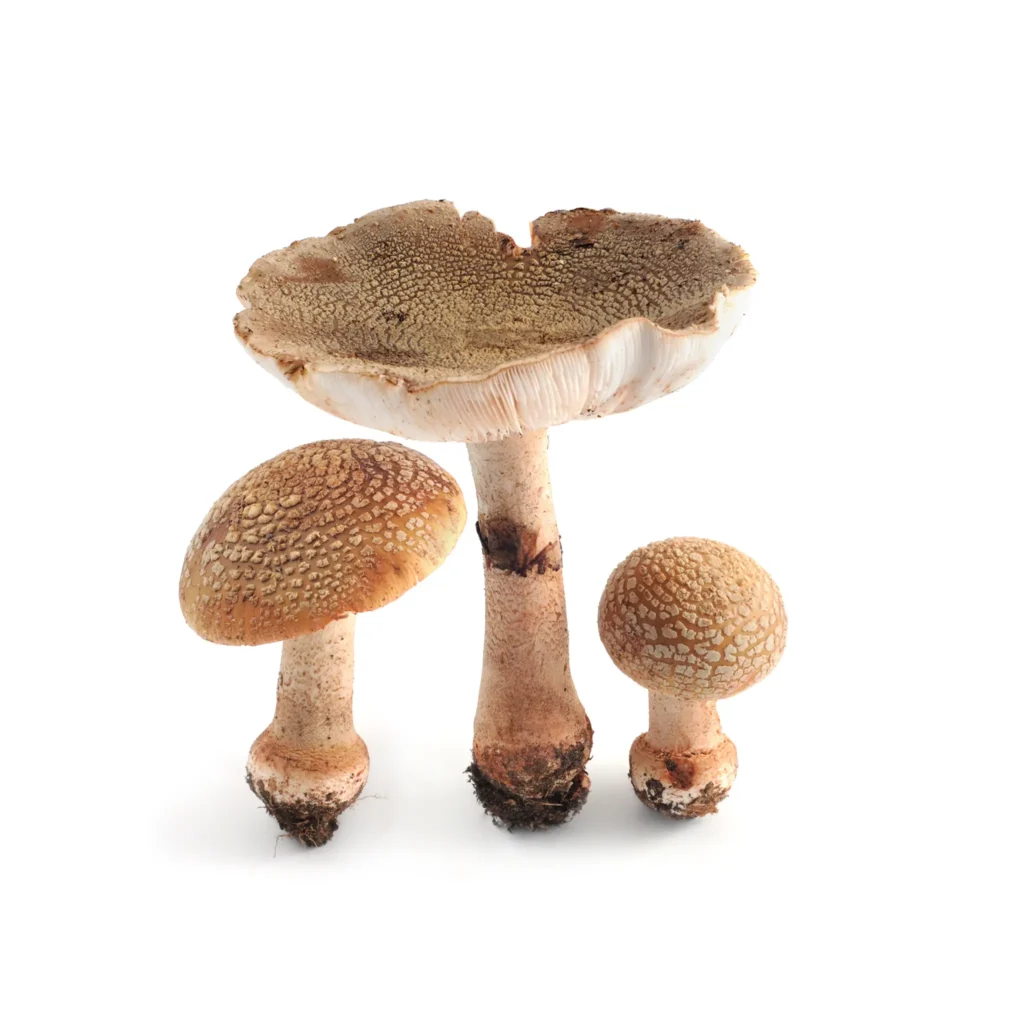 Buy Pine or Picea trees | The Blusher (Amanita rubescens)